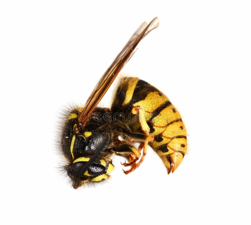 Dead Wasp. stock image. Image of wasps, sting, bees, yellow - 49817959