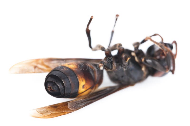 Dead Wasp Isolated on a White Stock Photo - Image of hairy, brown: 58758164