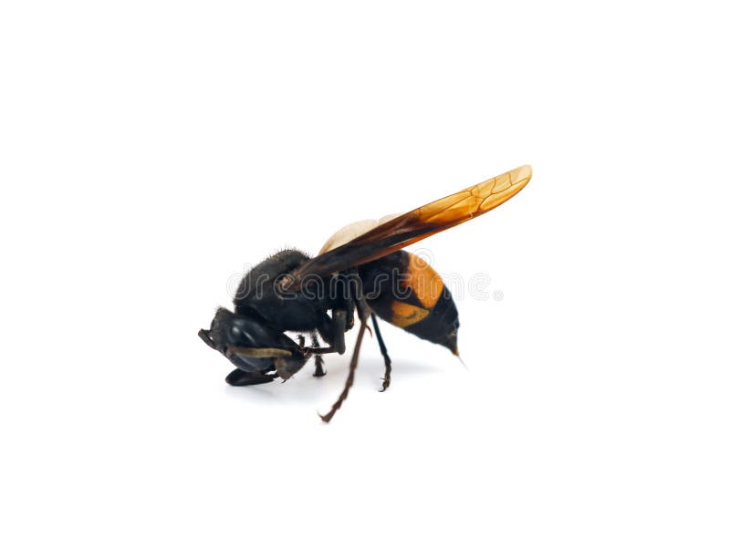 A Dead Wasp Isolated on White Background Stock Image - Image of nest ...