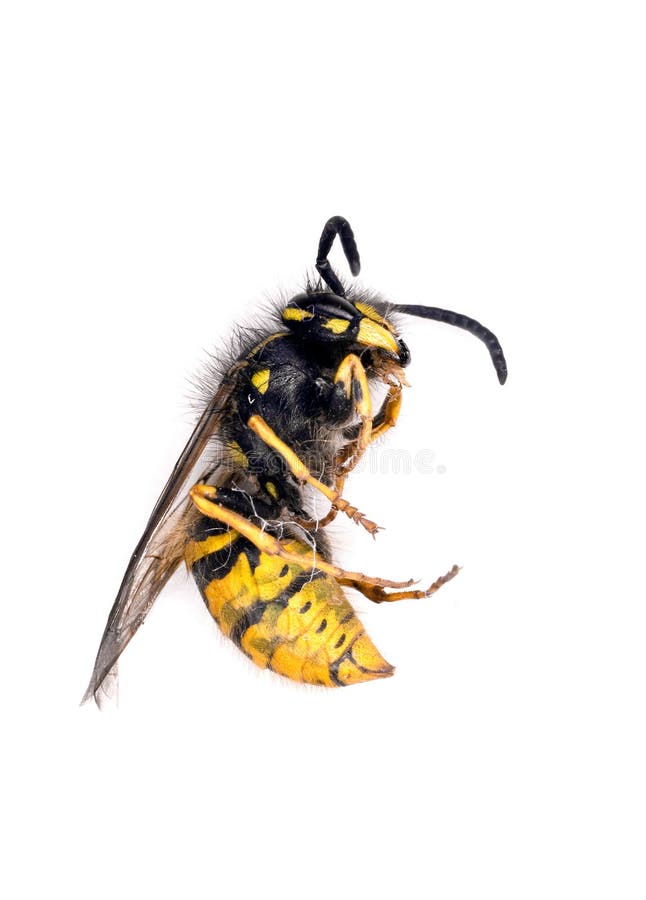 Dead Wasp Killed by Wasp Spray Stock Image - Image of killed, death ...