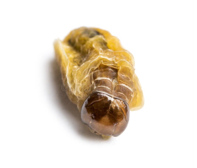 Dead wasp stock image. Image of details, close, isolated - 215717