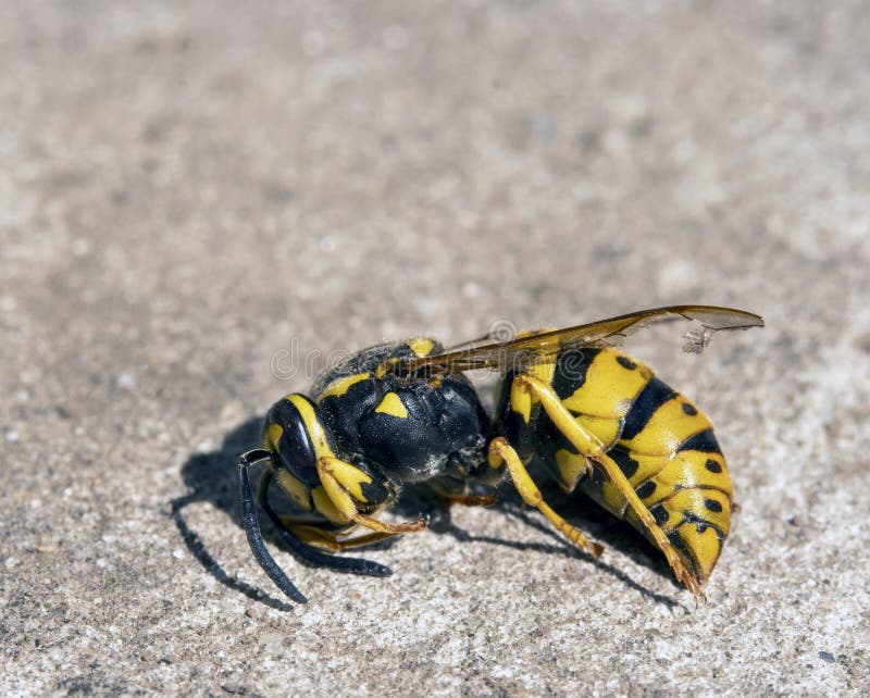 Dead wasp stock image. Image of details, close, isolated - 215717