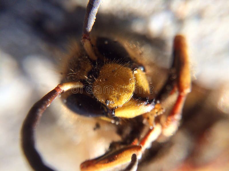 Dead Wasp Lying on the Ground. Macro Bug Photography Stock Photo ...