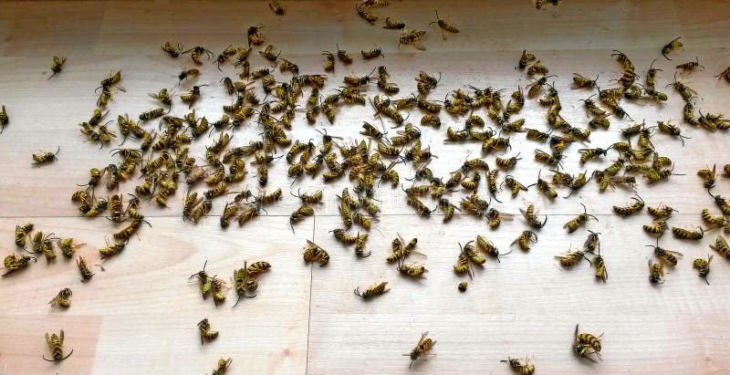 Dead wasps stock photo. Image of floor, bodies, dead - 202406492