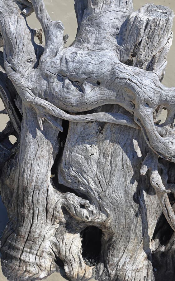 Dead Weathered Tree Roots Showing Surface Texture Stock Image - Image ...