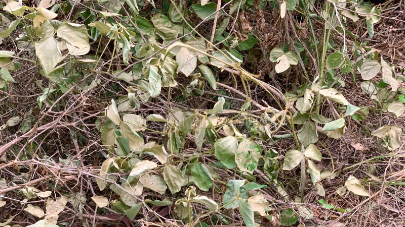 Dead weed stock image. Image of flower, gardening, growth - 293939889