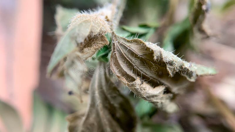 Dead weed stock image. Image of flower, branch, wild - 293939901