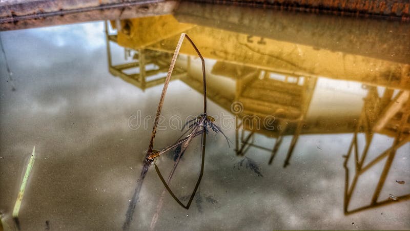 A dead weed in a puddle stock image. Image of yellow - 264149267
