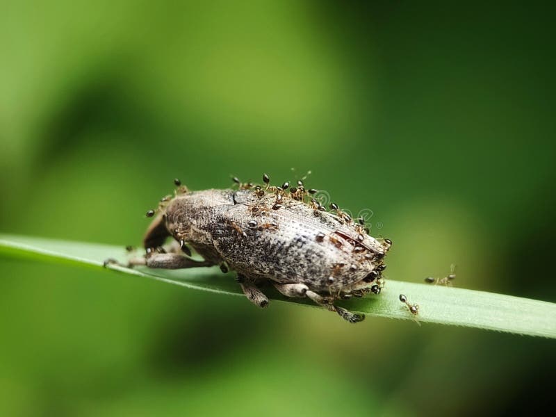 Dead Weevil Surrounded by a Swarm of Ants Stock Image - Image of swarm ...