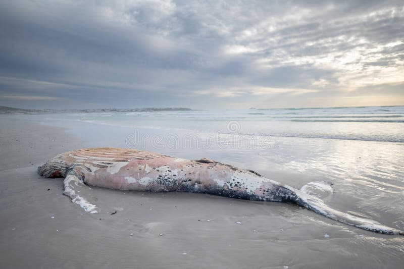 Dead Whale in the Beach and the Seascape Stock Image - Image of wave ...