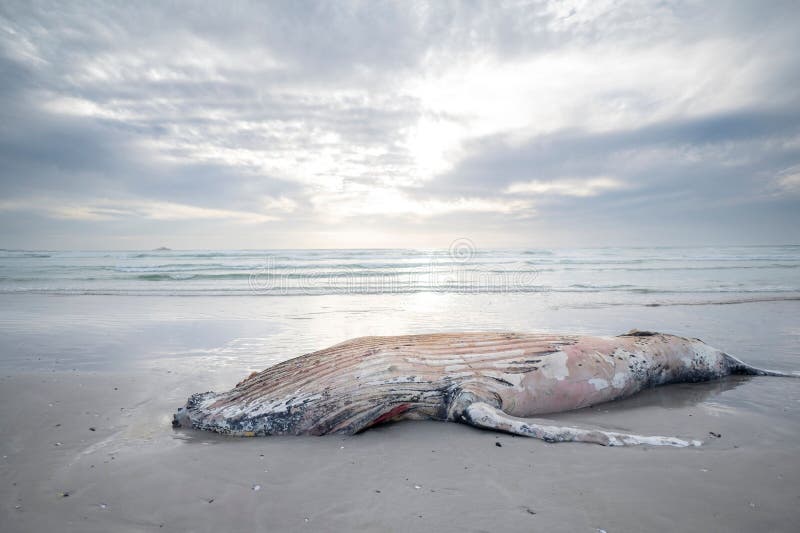 Dead Whale in the Beach and the Seascape Stock Photo - Image of wild ...