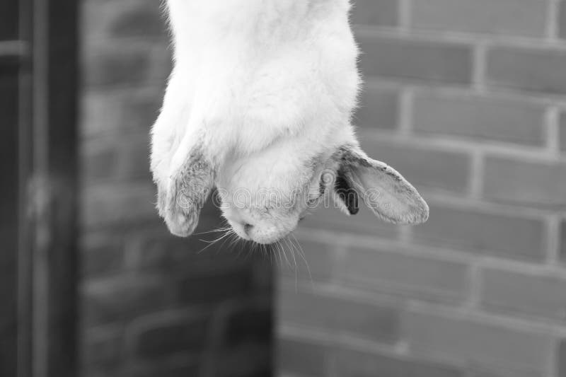 Dead white rabbit. stock image. Image of breeding, rabbit - 92677881