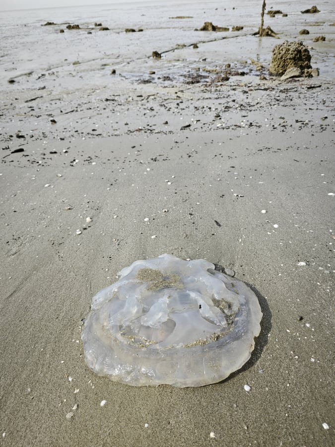 Dead White Translucent Jelly Fish on the Beach. Stock Image - Image of ...