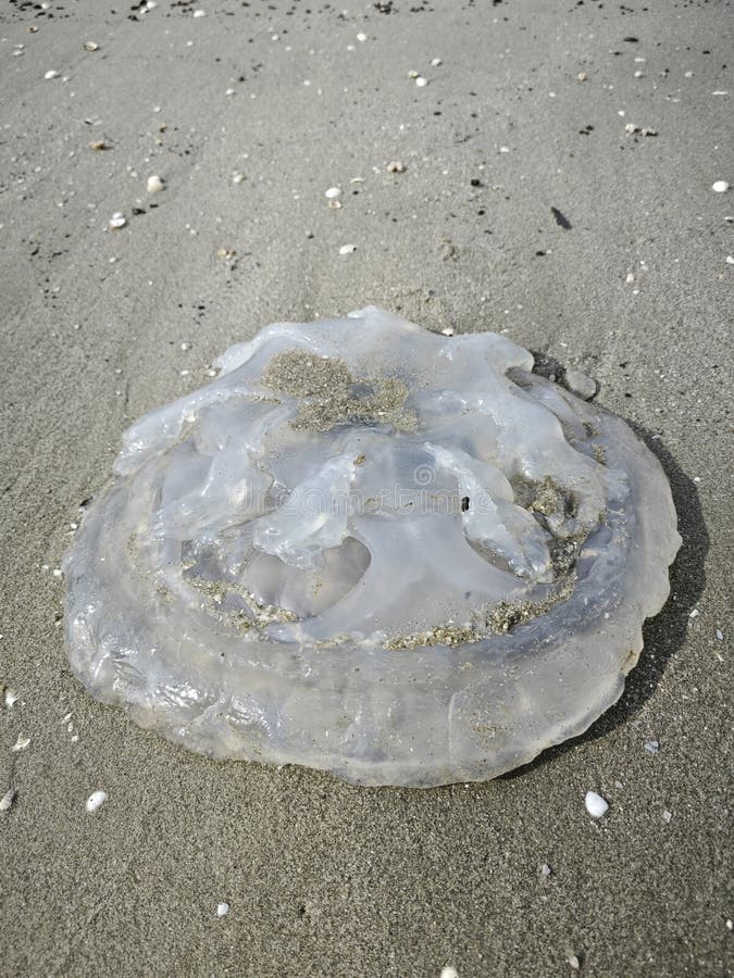 Dead White Translucent Jelly Fish on the Beach. Stock Photo - Image of ...