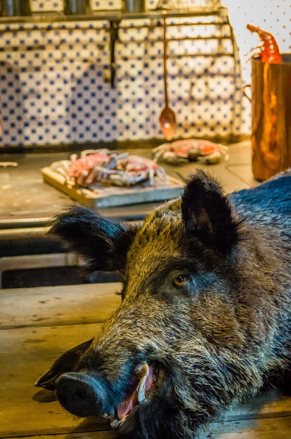 Dead Wild Boar Ready To Be Cooked Stock Photo - Image of beer, kitchen ...