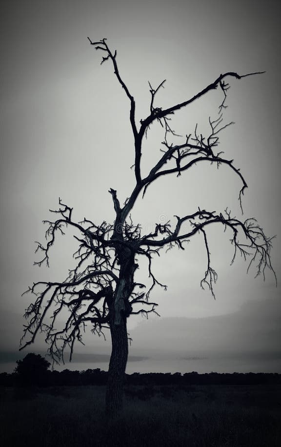 The dead will rise stock image. Image of tree, dead, reborn - 70110441