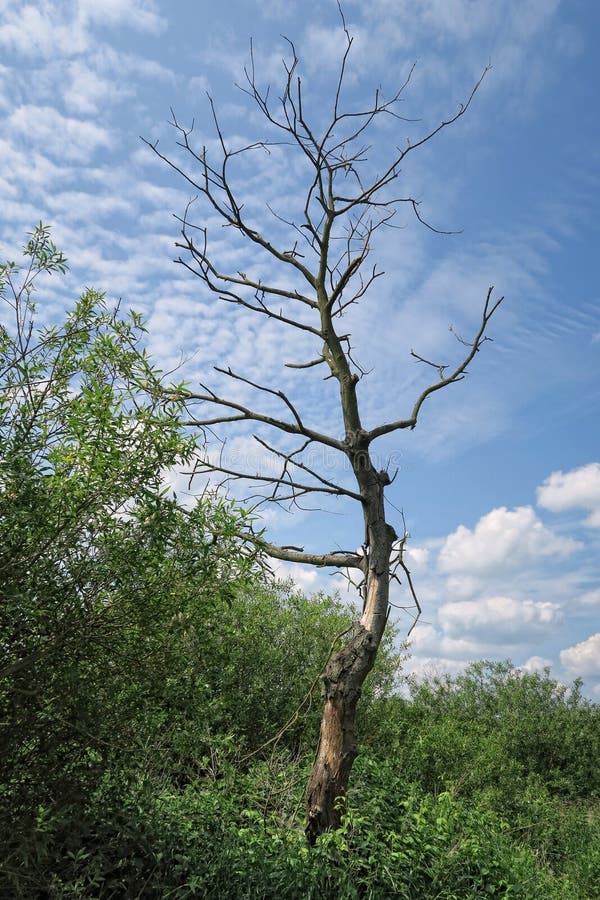 Old Dead Willow Tree. Burnt Tree Bark. Stock Photo - Image of damage ...