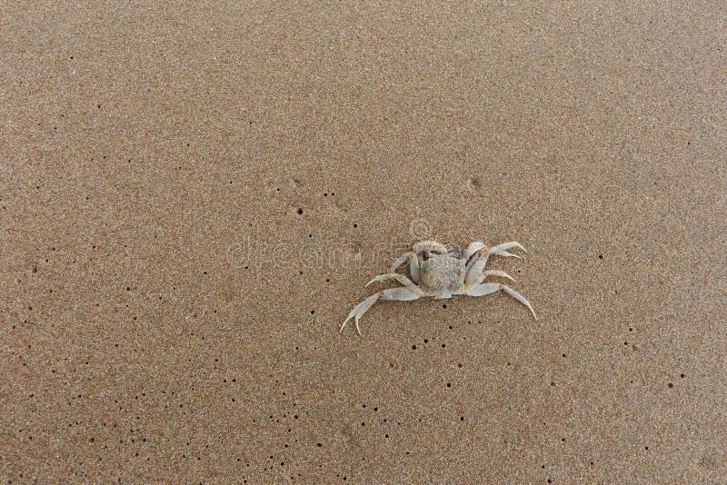 Dead Wind Crab on Sand Floor Stock Image - Image of ghost, creature ...