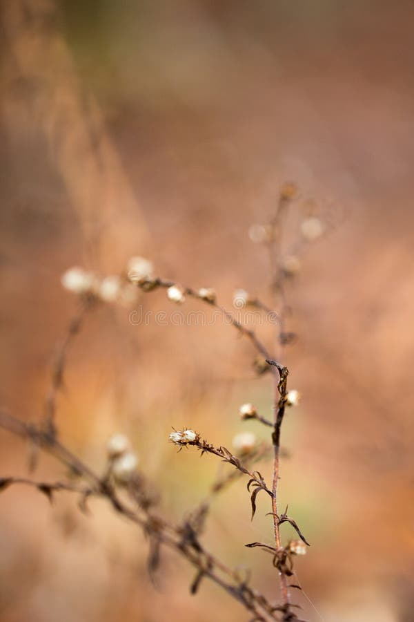 Dead Bush in Dead Sea stock image. Image of cloud, quiet - 29761623