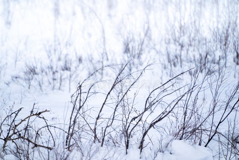 Dead Winter Garden Closeup. Stock Photo - Image of closeup, garden ...