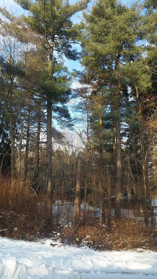 Dead winter stock photo. Image of trees, cold, hanging - 49064952