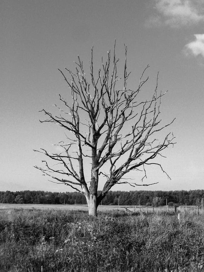 Dead Withered Tree in the Field Stock Image - Image of dead, isolated ...
