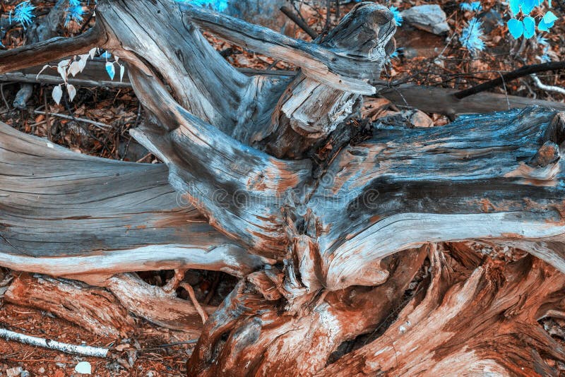 Dead Withered Tree after Pollution F Stock Image - Image of geographic ...