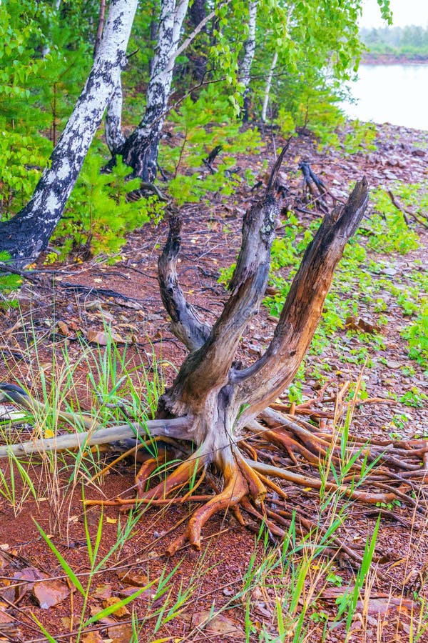 Withered Tree after Pollution from Industrial Work Stock Photo - Image ...