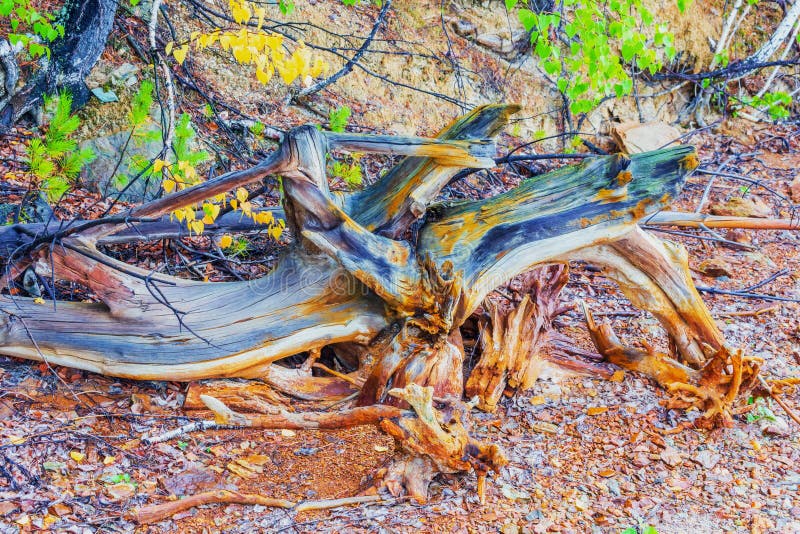 Withered Tree after Pollution from Industrial Work Stock Image - Image ...
