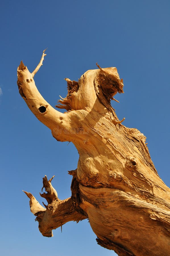 Dead wood stock photo. Image of wood, tree, dead, tropical - 25941162