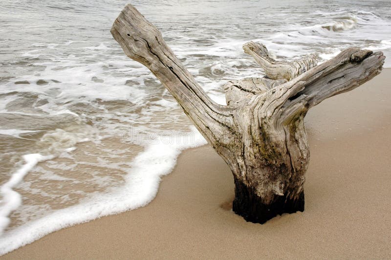Dead wood on the beach stock photo. Image of beach, shore - 249337584