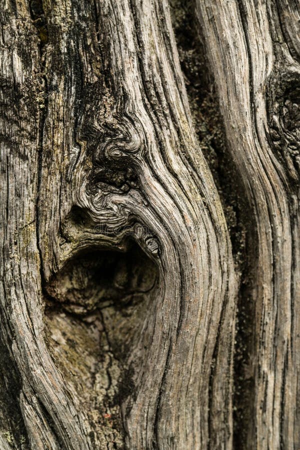 Dead wood stock image. Image of pine, wooden, bark, rotten - 56111457