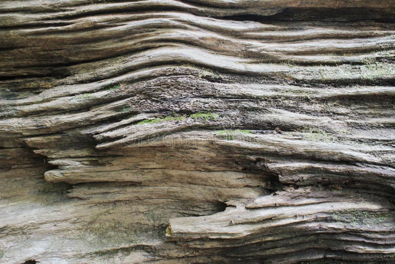 Dead wood stock image. Image of long, corrosion, time - 73670401