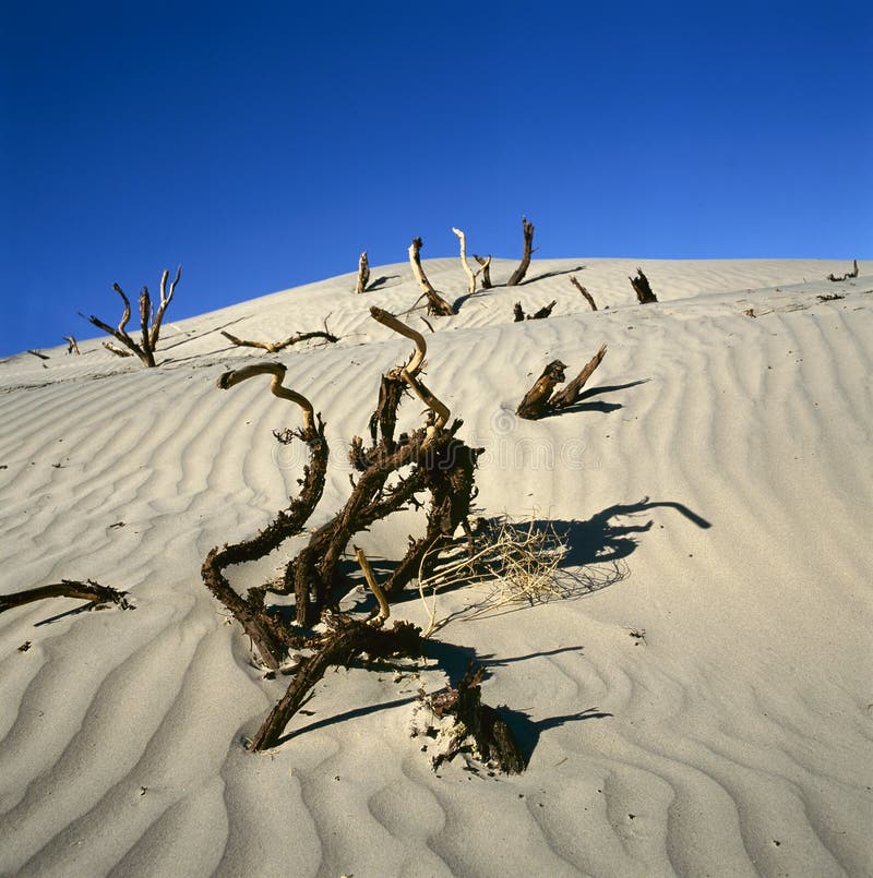 Dead Wood In The Desert Of Death Valley, USA Stock Image - Image of ...