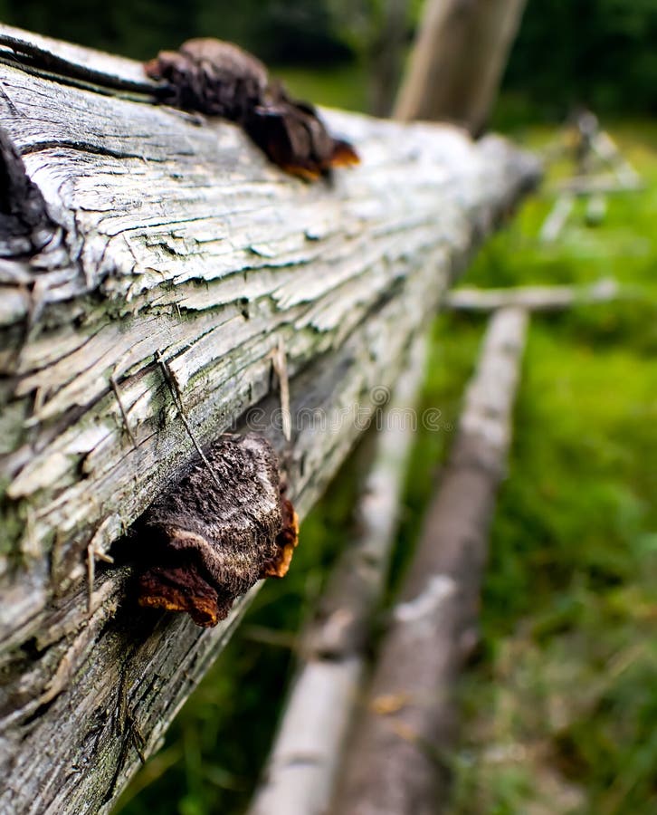 Dead wood stock photo. Image of forest, wood, dead, trees - 193438130