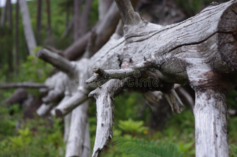 Dead Wood in Forest in Scotland Stock Photo - Image of metal, branches ...