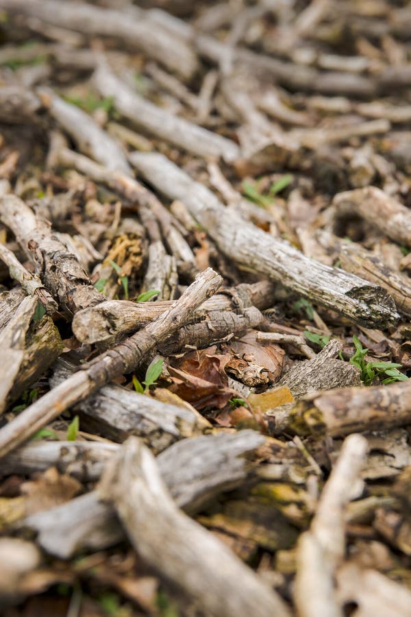 Dead wood on the Ground stock photo. Image of details - 34721450