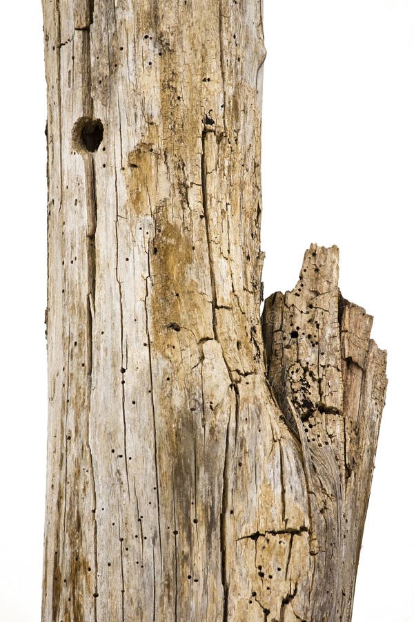 Dead wood isolated stock photo. Image of holes, broken - 38678472