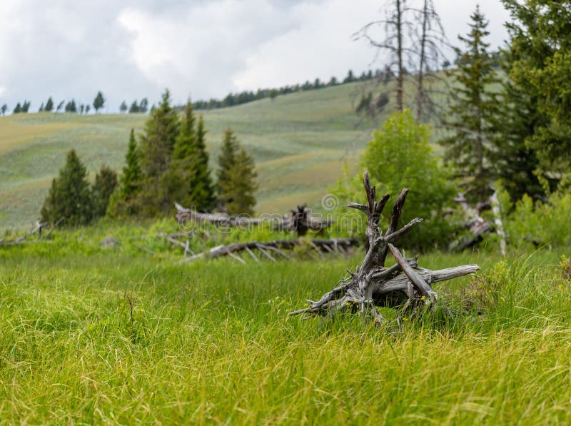 Dead Wood from Pine Trees in High Elevation Stock Image - Image of ...