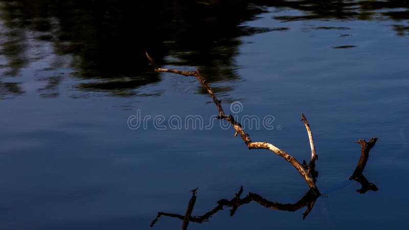 Dead Wood Stack on the Water Stock Photo - Image of stick, yellow: 66418094