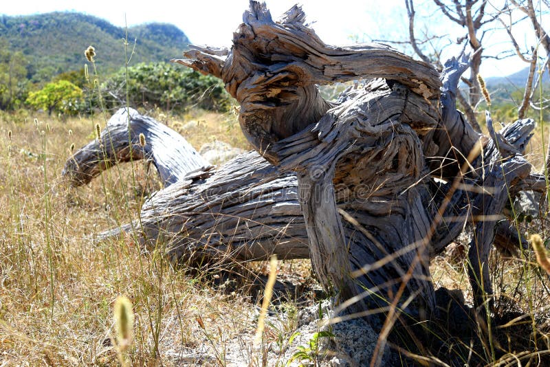 DEAD WOOD TREE DRY and TWISTED Stock Photo - Image of cracked, lumber ...