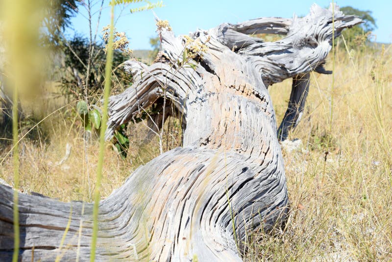 Dead Wood Tree Dry and Twisted Stock Photo - Image of wood, ecosystem ...