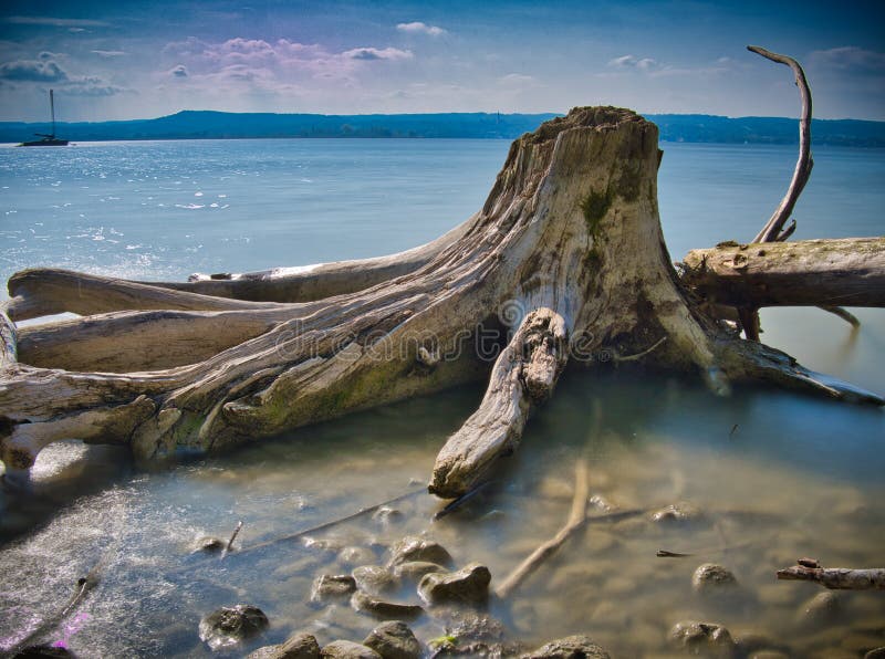 Dead Wood in the Water on a Sunny Day Stock Image - Image of landscape ...