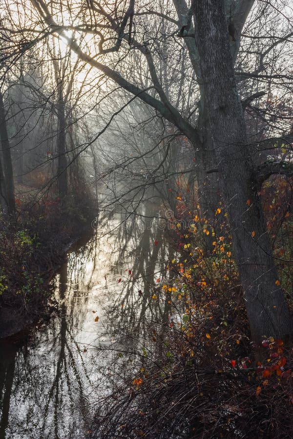 Dead Woods and Stream stock image. Image of trees, nature - 108994789