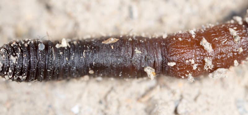 Dead Worm on the Ground. Macro Stock Photo - Image of insect, wildlife ...