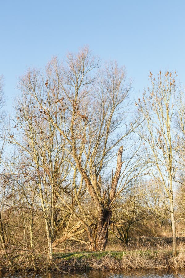 Dead and Worm Infested White Willow Stock Image - Image of infested ...