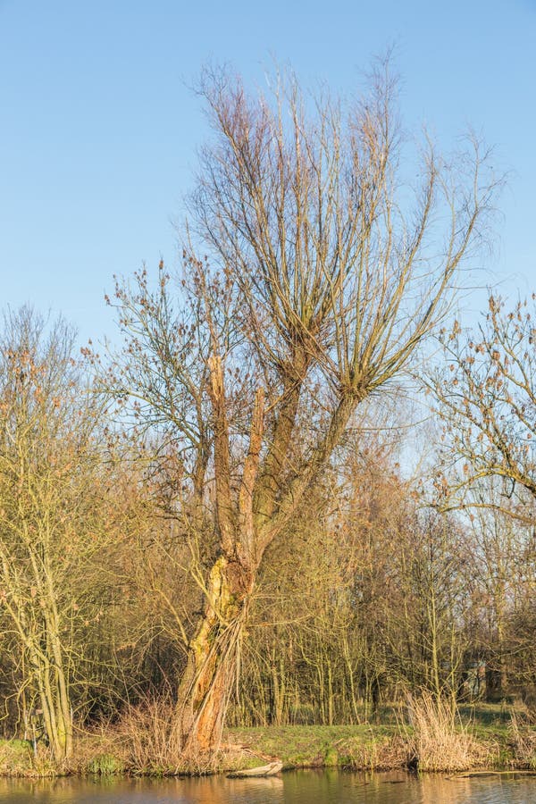 Dead and Worm Infested White Willow Stock Image - Image of ecological ...