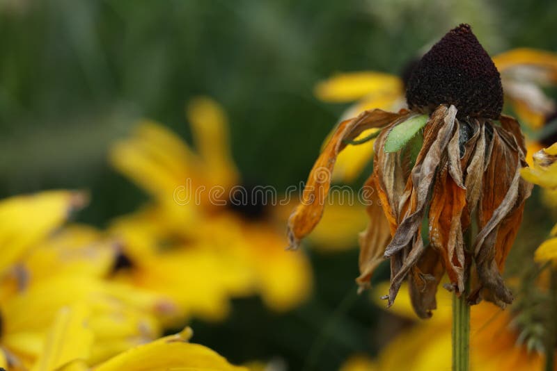 Dead Yellow and Red Rose Petals in Autumn Sunshine. Stock Photo - Image ...