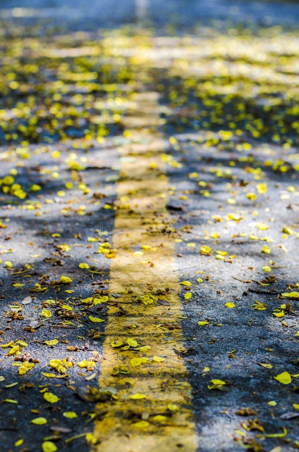 Dead Yellow Flowers on the Road Stock Photo - Image of outside, autumn ...