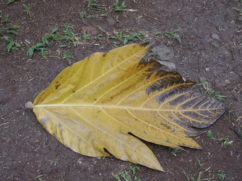 Dead Yellow Leaf on Ground with Beautiful Pattern Stock Image - Image ...